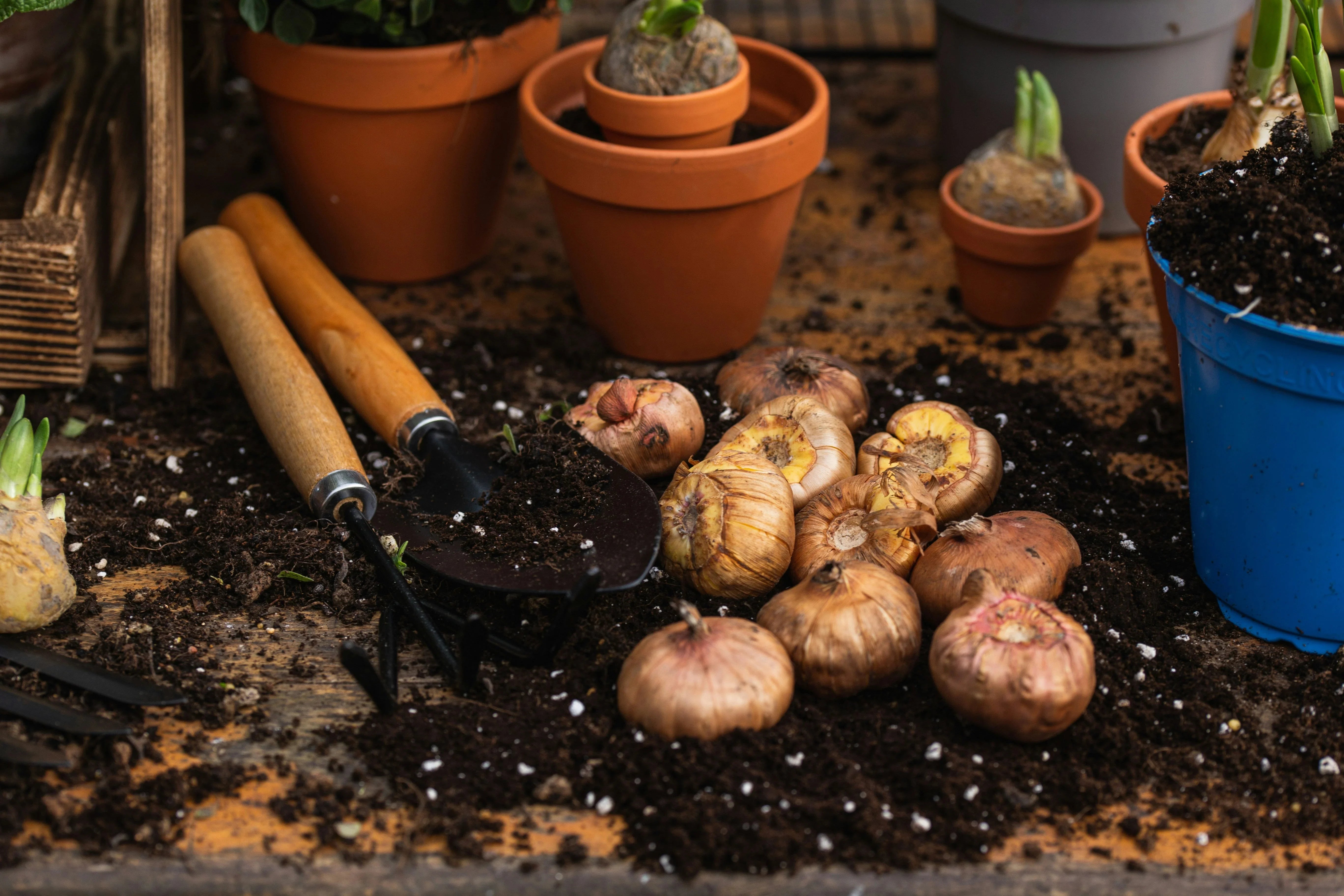 Bulbs and Seeds – Simpson's Nurseries Ltd