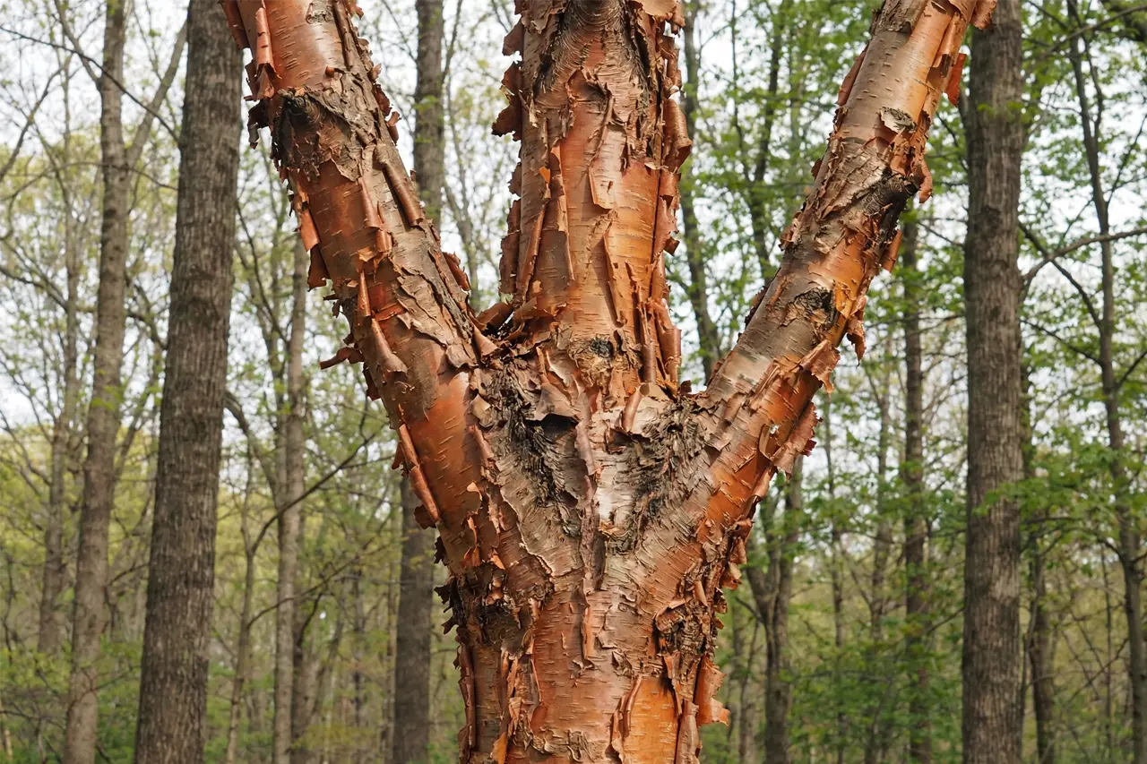 Betula (Chinese Red Birch) – Simpson's Nurseries Ltd
