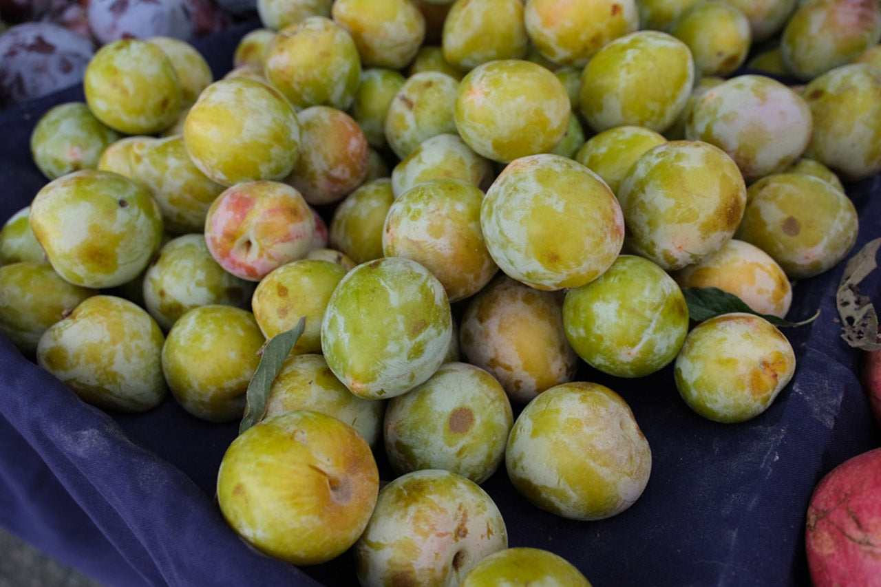 Greengage Trees – Simpson's Nurseries Ltd