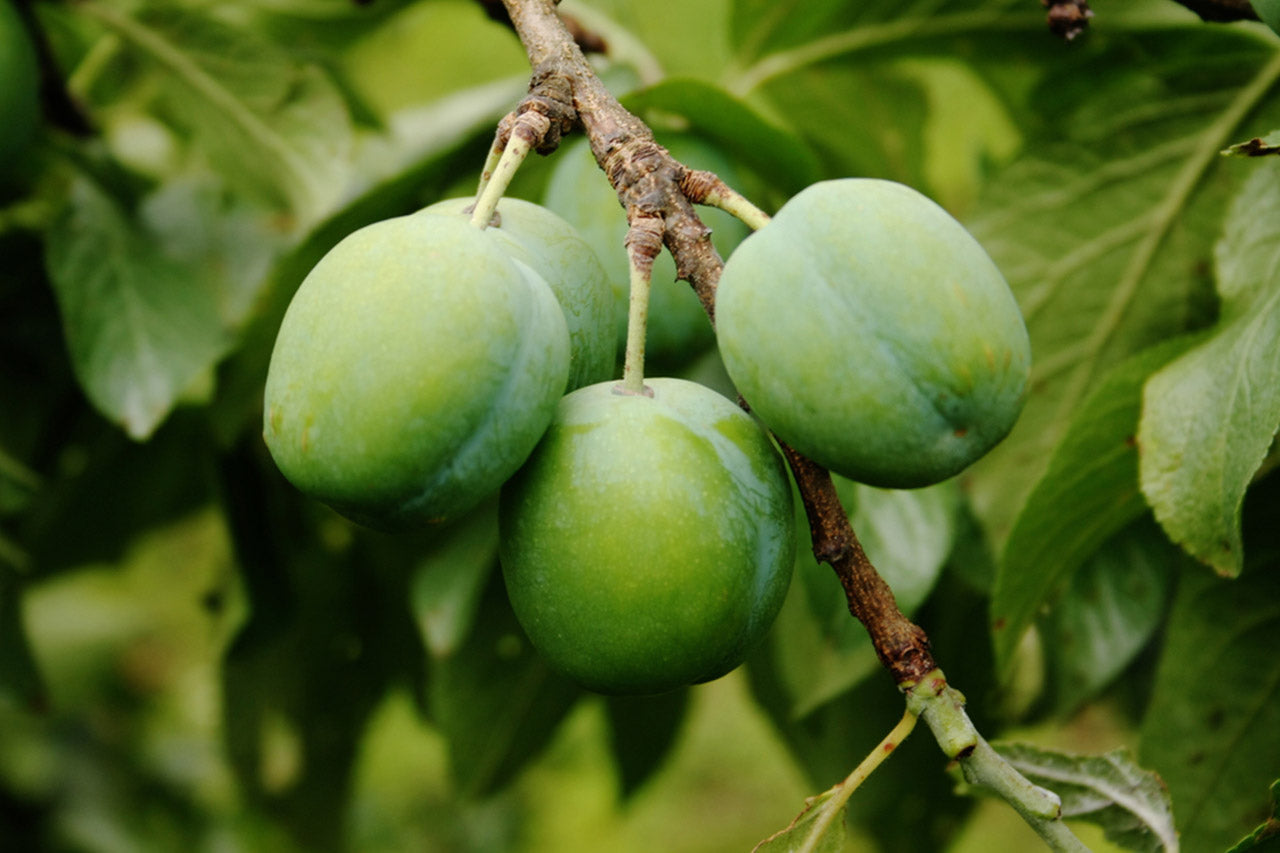 Greengage Trees – Simpson's Nurseries Ltd