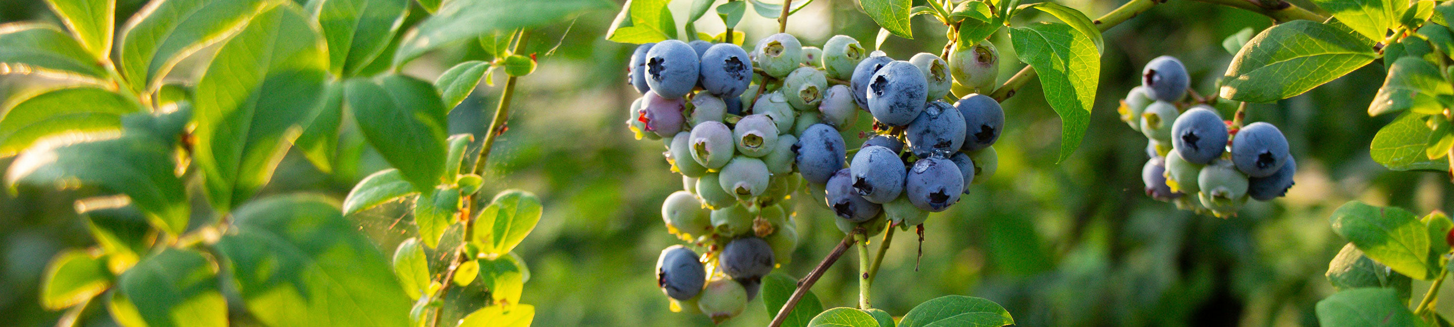 Soft Fruit – Simpson's Nurseries Ltd
