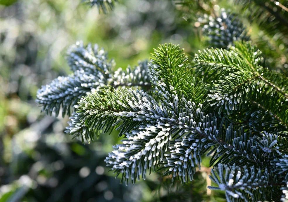 Abies (Fir) – Simpson's Nurseries Ltd