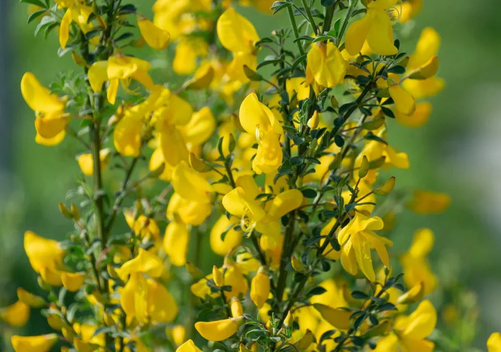 Cytisus (Pineapple Broom) – Simpson's Nurseries Ltd