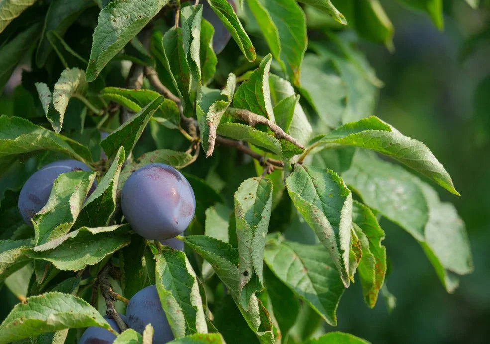 Damson Trees – Simpson's Nurseries Ltd