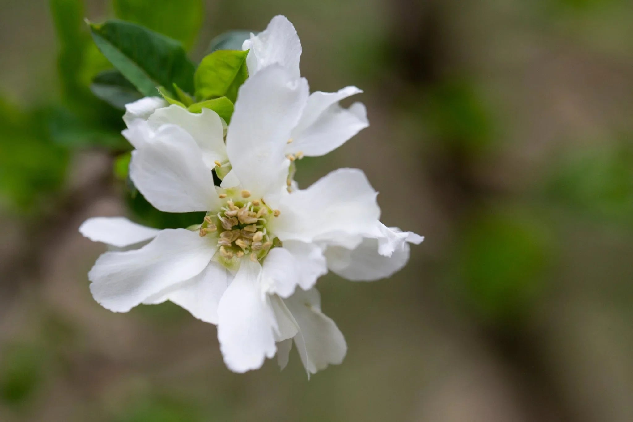 Exochorda (Pearl Bush) – Simpson's Nurseries Ltd