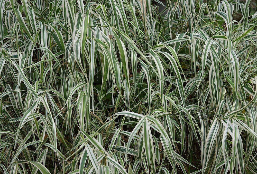 Holcus – Simpson's Nurseries Ltd