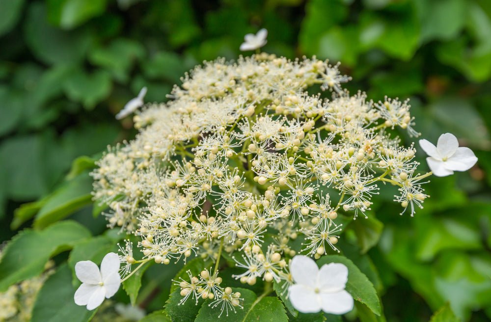 Hydrangea – Simpson's Nurseries Ltd