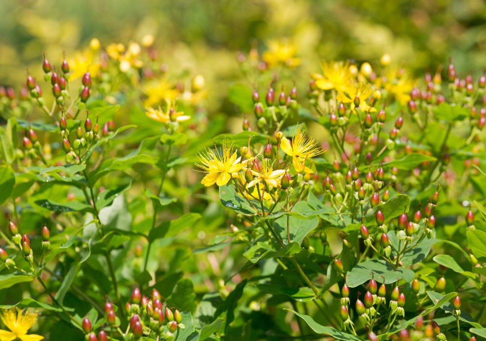 Hypericum St Johns Wort Simpson S Nurseries Ltd