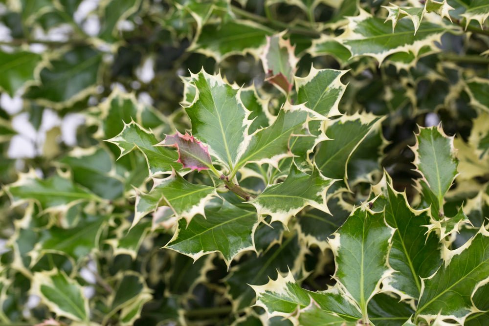 Ilex (Holly) – Simpson's Nurseries Ltd