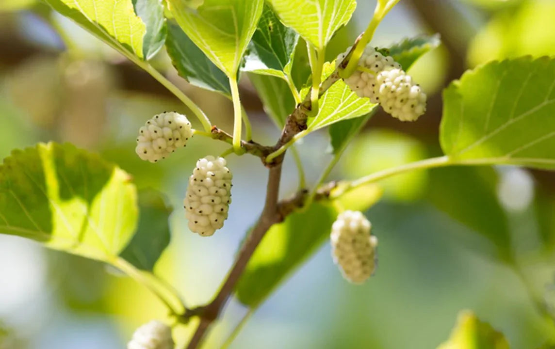 Mulberry Trees – Simpson's Nurseries Ltd