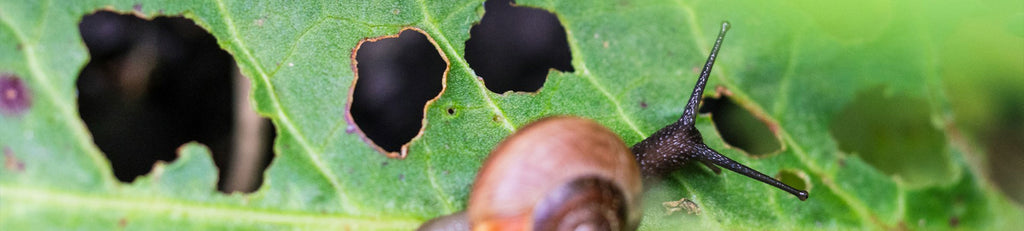 Pest Control – Simpson's Nurseries Ltd