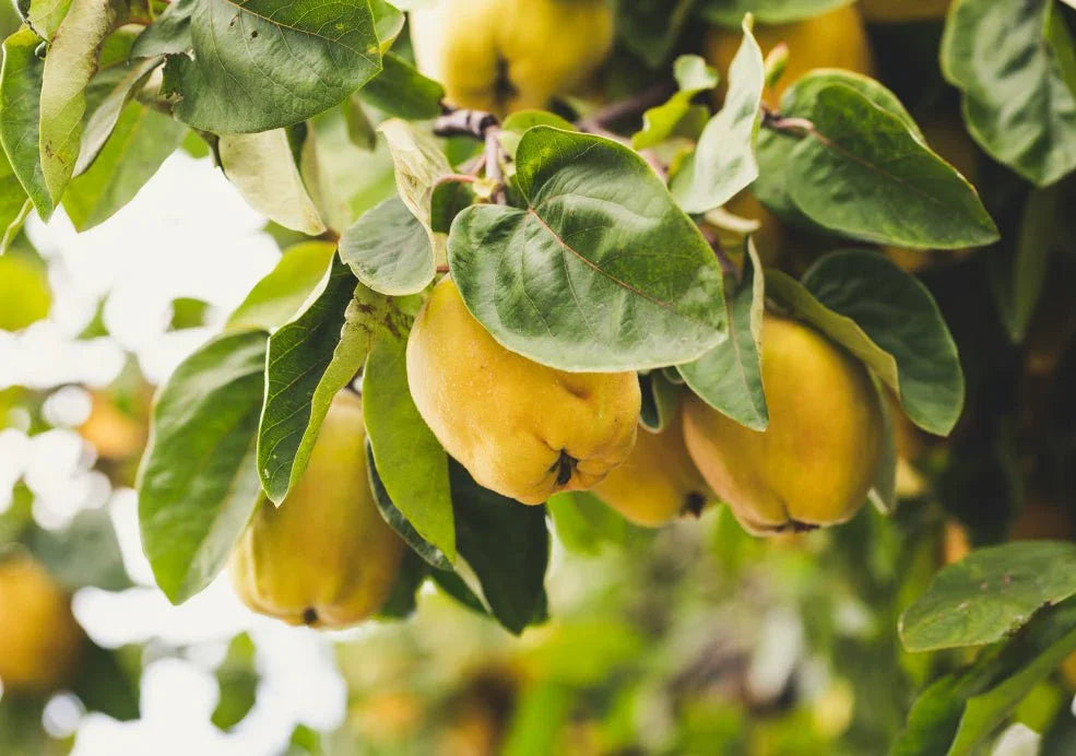 Quince Trees – Simpson's Nurseries Ltd