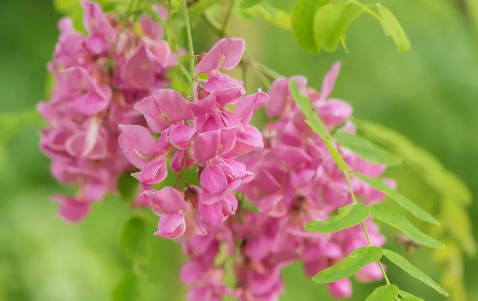 Pink False Acacia Tree