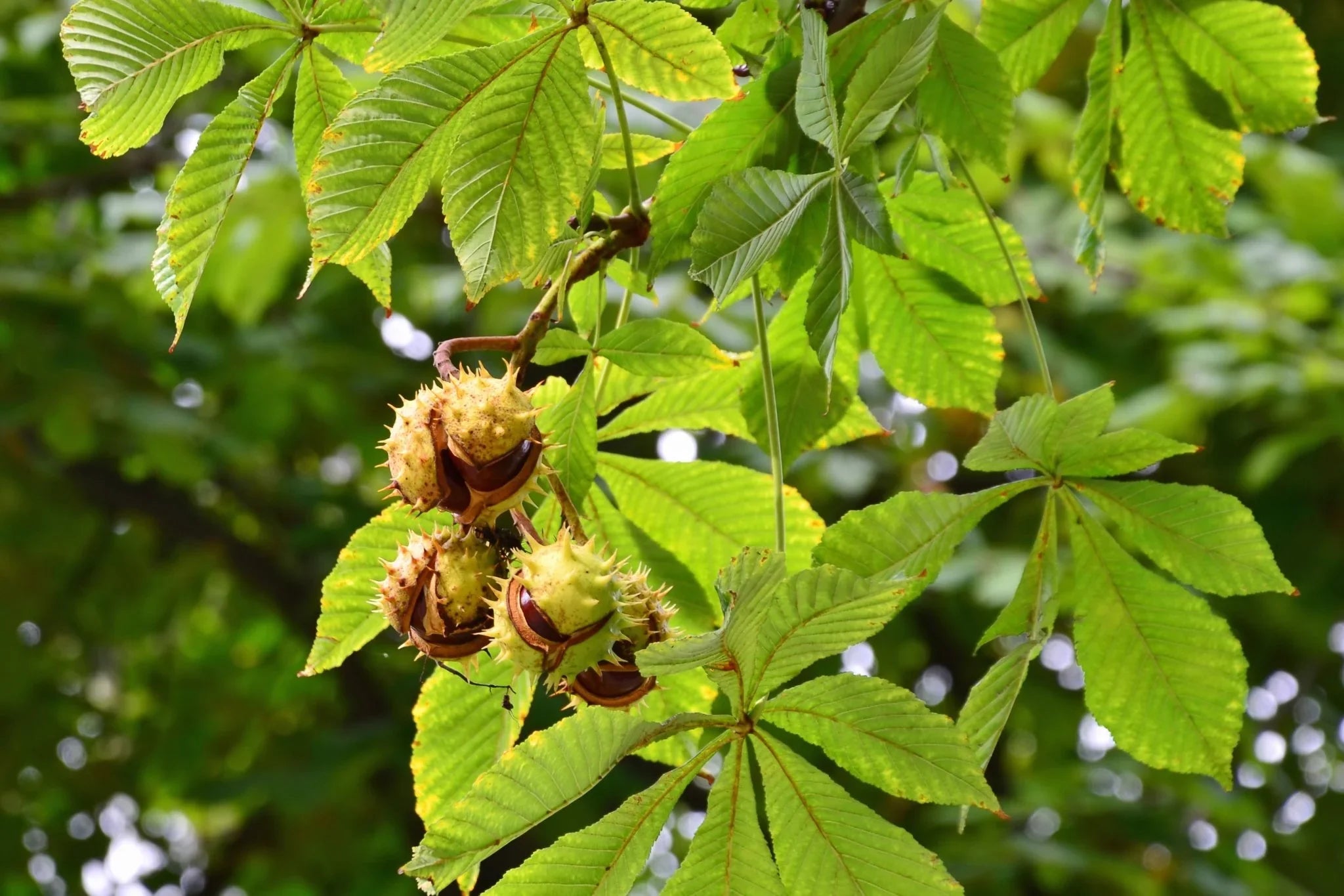 Sweet Chestnut Trees – Simpson's Nurseries Ltd