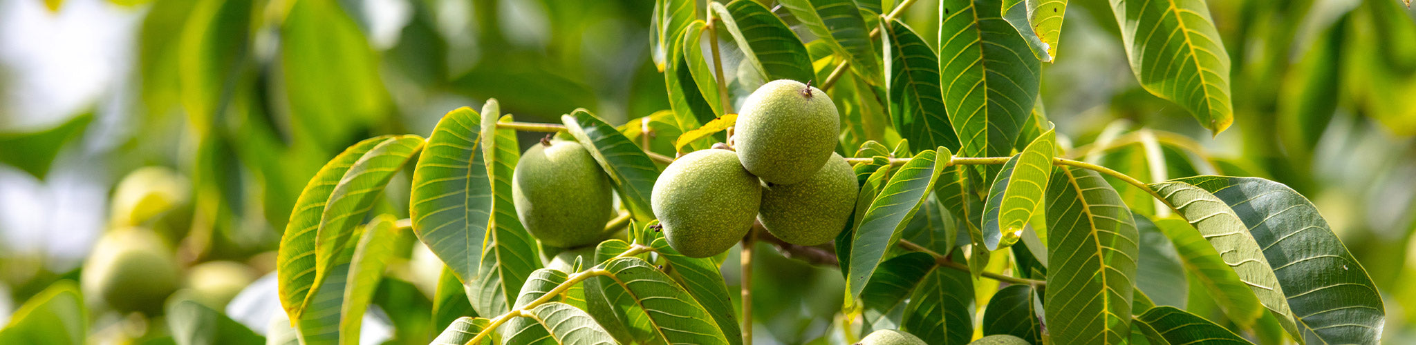 Walnut Trees – Simpson's Nurseries Ltd
